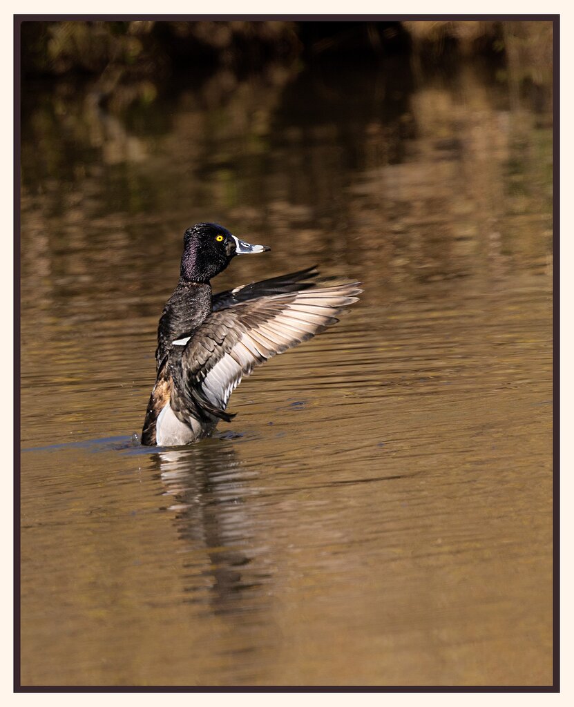 Ring-Necked Duck and re-post - Avian Critiques - Nature Photographers ...
