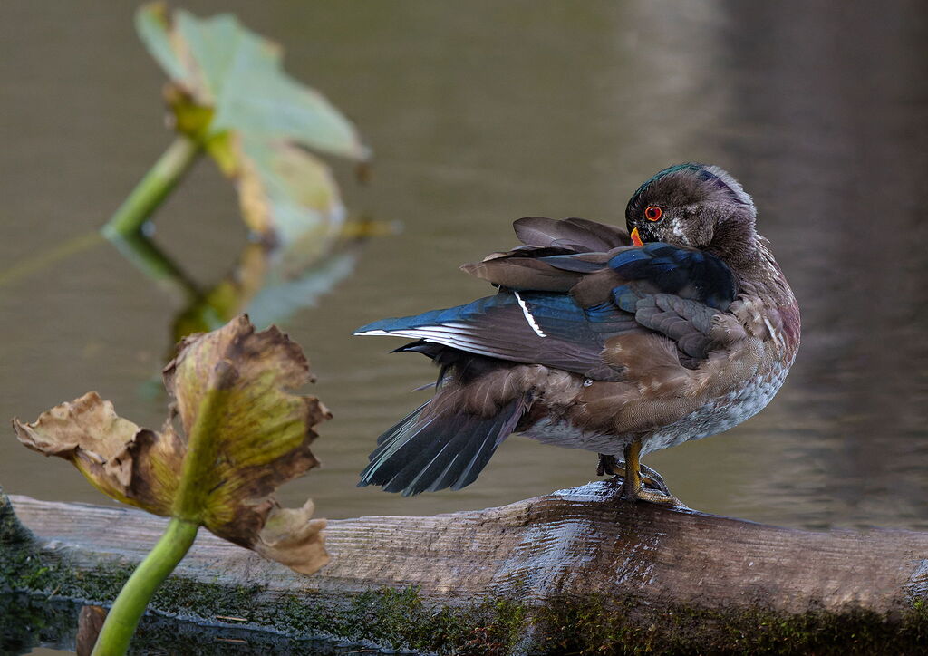 Young (or eclipse?) Wood Duck - Avian Critiques - Nature Photographers ...