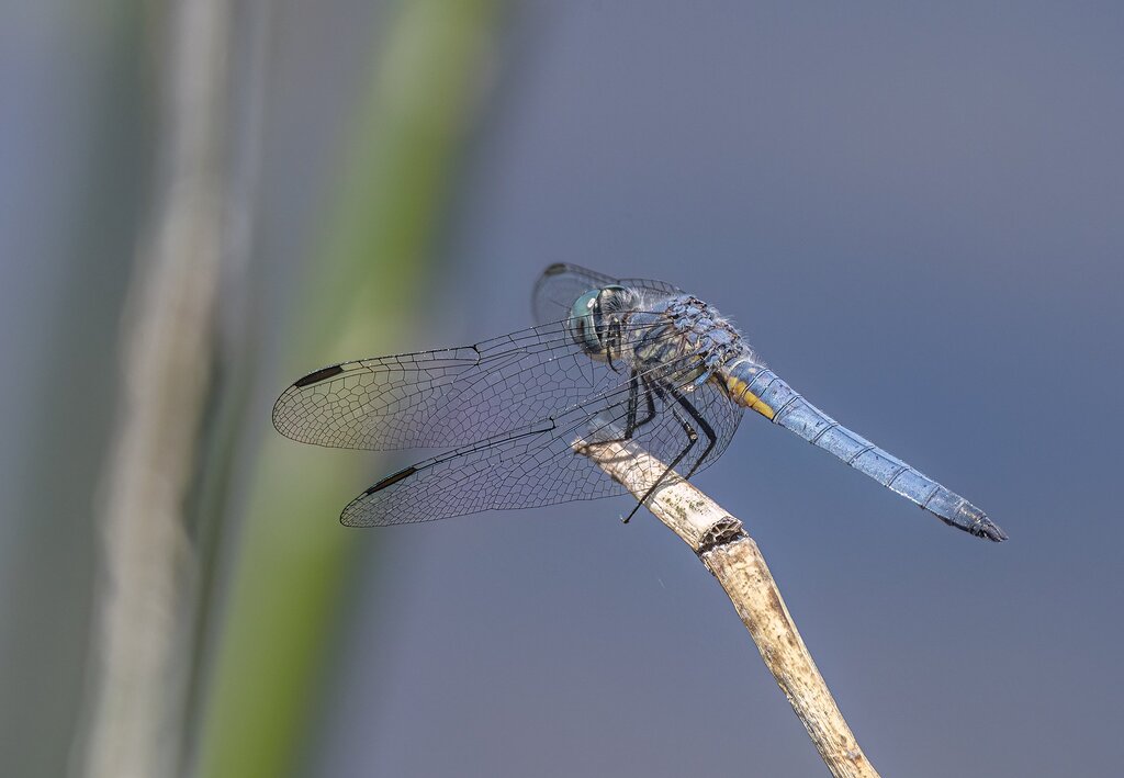 Blue Dasher - Macro/Close-up Critiques - Nature Photographers Network