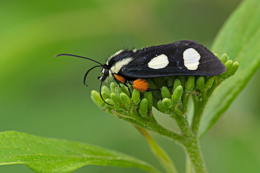 8-Spotted Forester Moth - Image Critiques - Nature Photographers Network