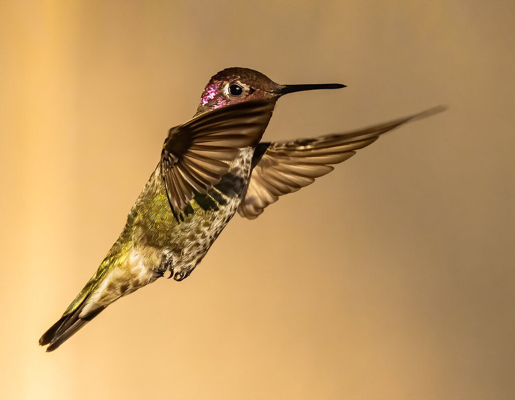 Hovering Anna's - Image Critiques - Nature Photographers Network