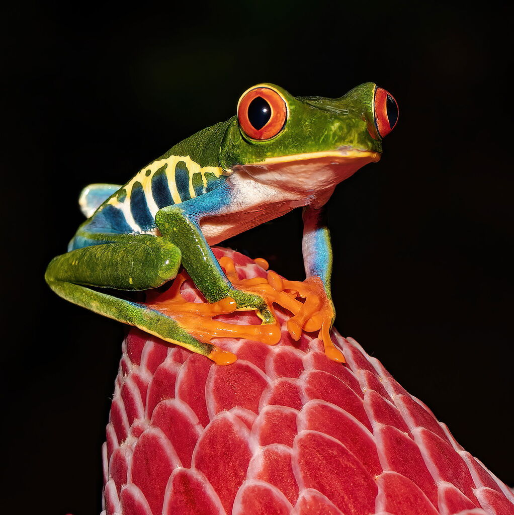 Central American tree frog - Image Critiques - Nature Photographers Network