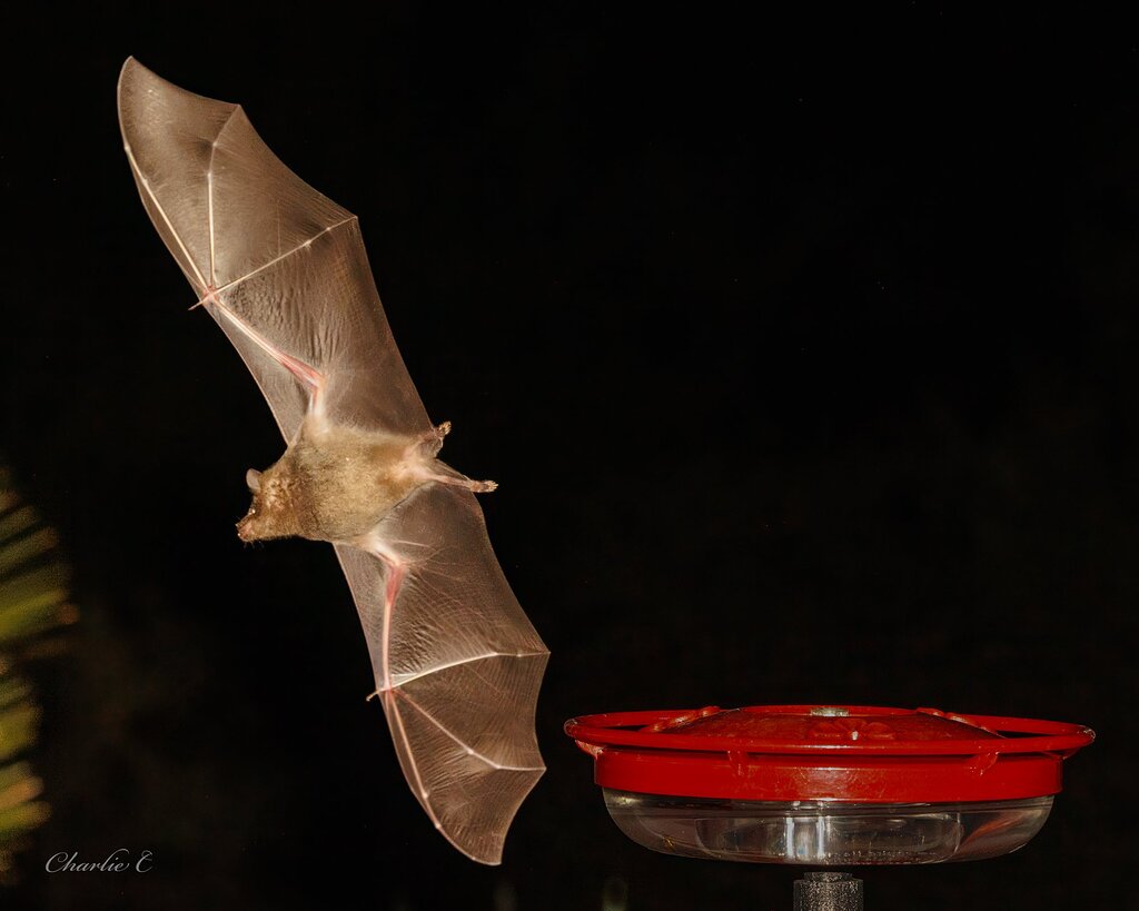 Bats on the move - Image Critiques - Nature Photographers Network