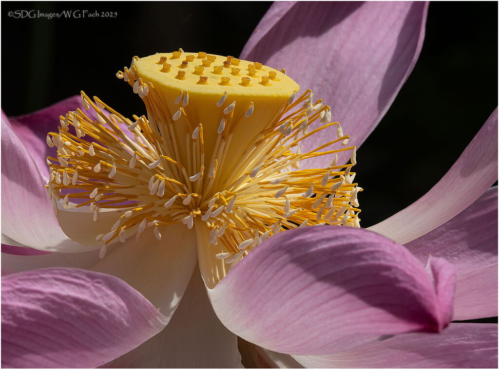 Still Dreaming - Flora Critiques - Nature Photographers Network