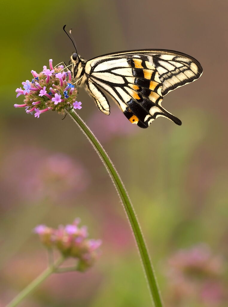 Chinese Yellow Swallowtail - Image Critiques - Nature Photographers Network