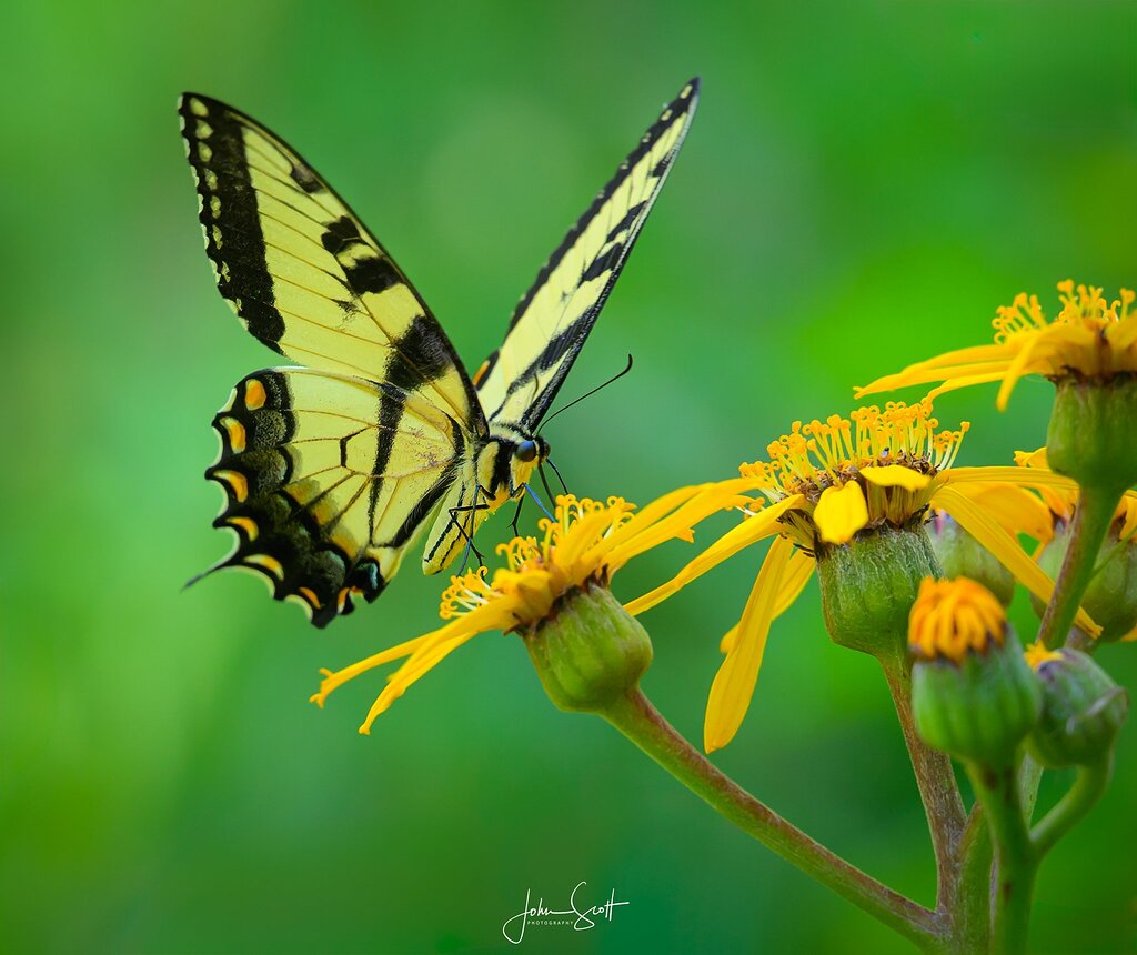 Eastern Tiger Swallowtail - Macro/Close-up Critiques - Nature ...