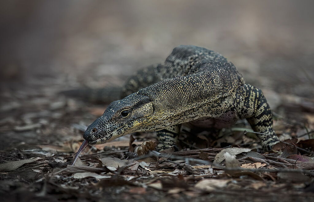 Lace Monitor - Image Critiques - Nature Photographers Network
