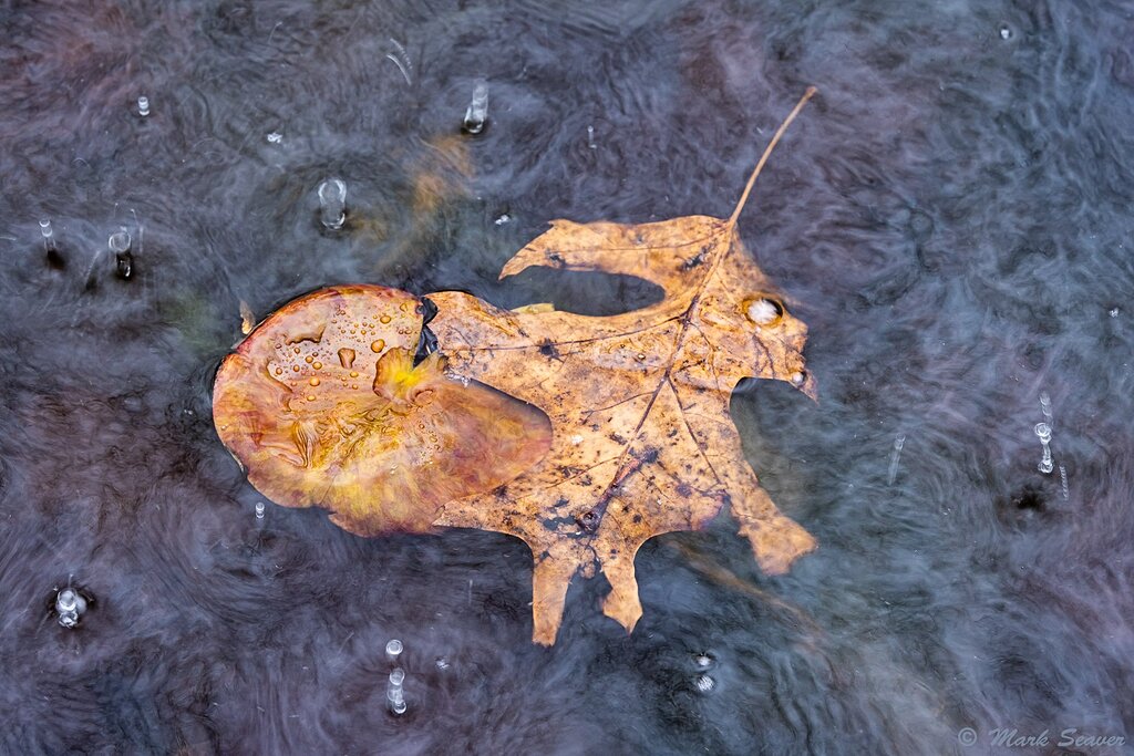 Rain splashing in my Pond - Image Critiques - Nature Photographers Network