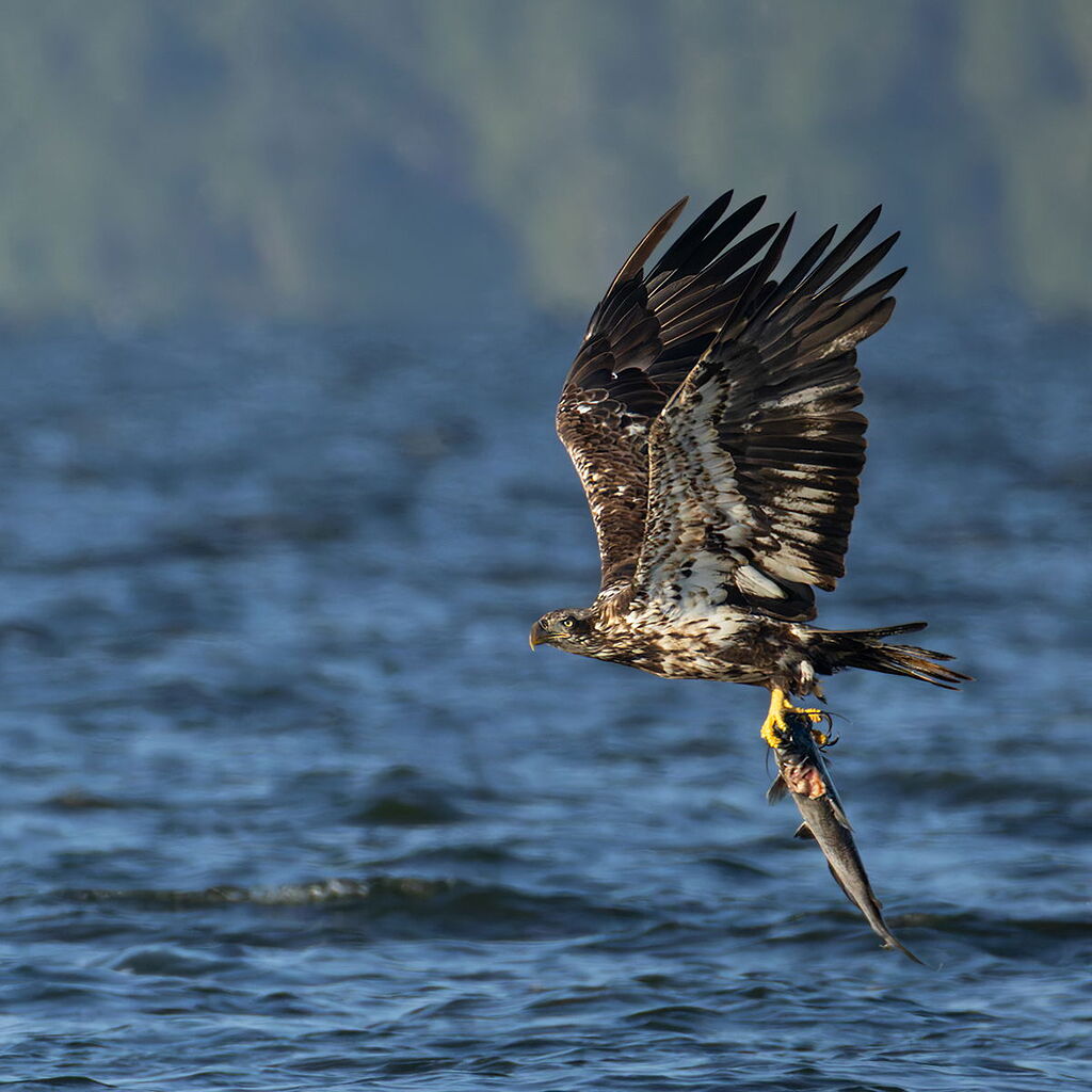 Bald Eagle juvenile catches catfish - Avian Critiques - Nature ...