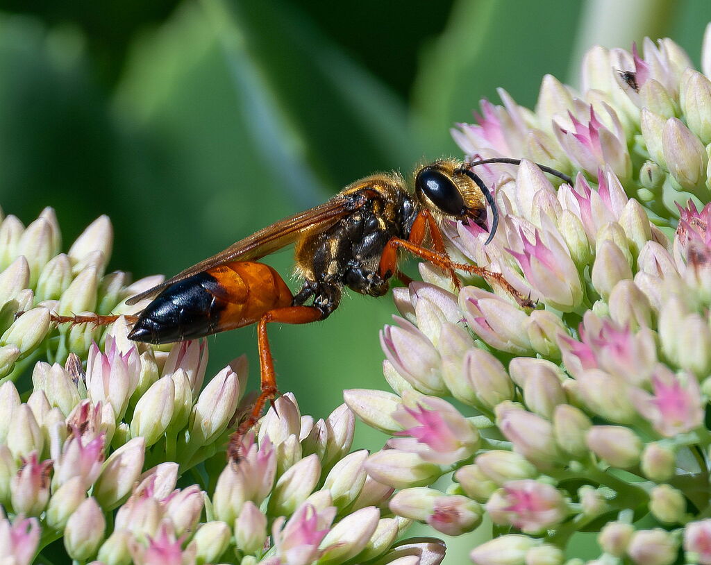 Great Golden Sand Digger Wasp - Image Critiques - Nature Photographers ...
