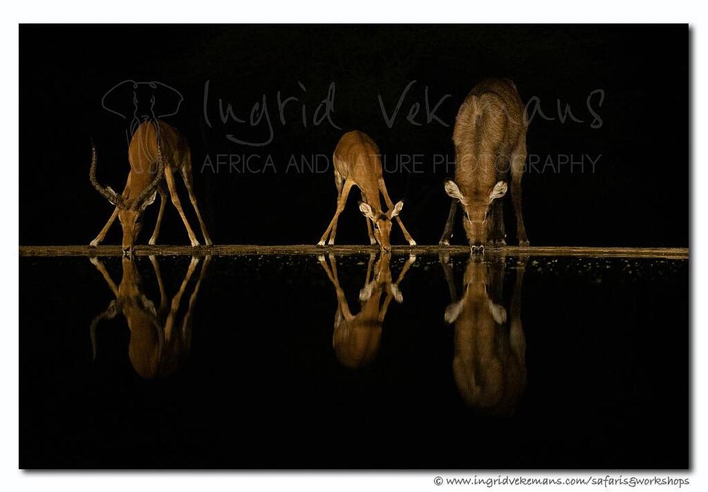 Antelope Bar - Wildlife Critiques - Nature Photographers Network