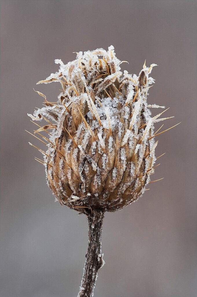 Frosty Thistle - Macro/Close-up Critiques - Nature Photographers Network