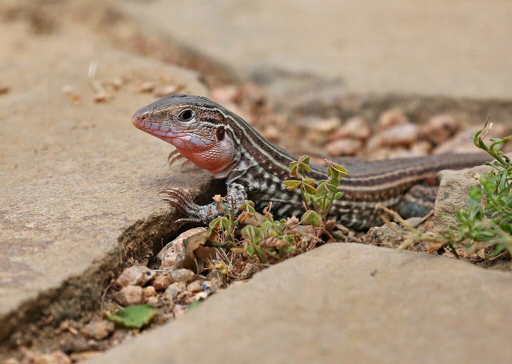 Texas Spotted Whiptail - Wildlife Critiques - Nature Photographers Network