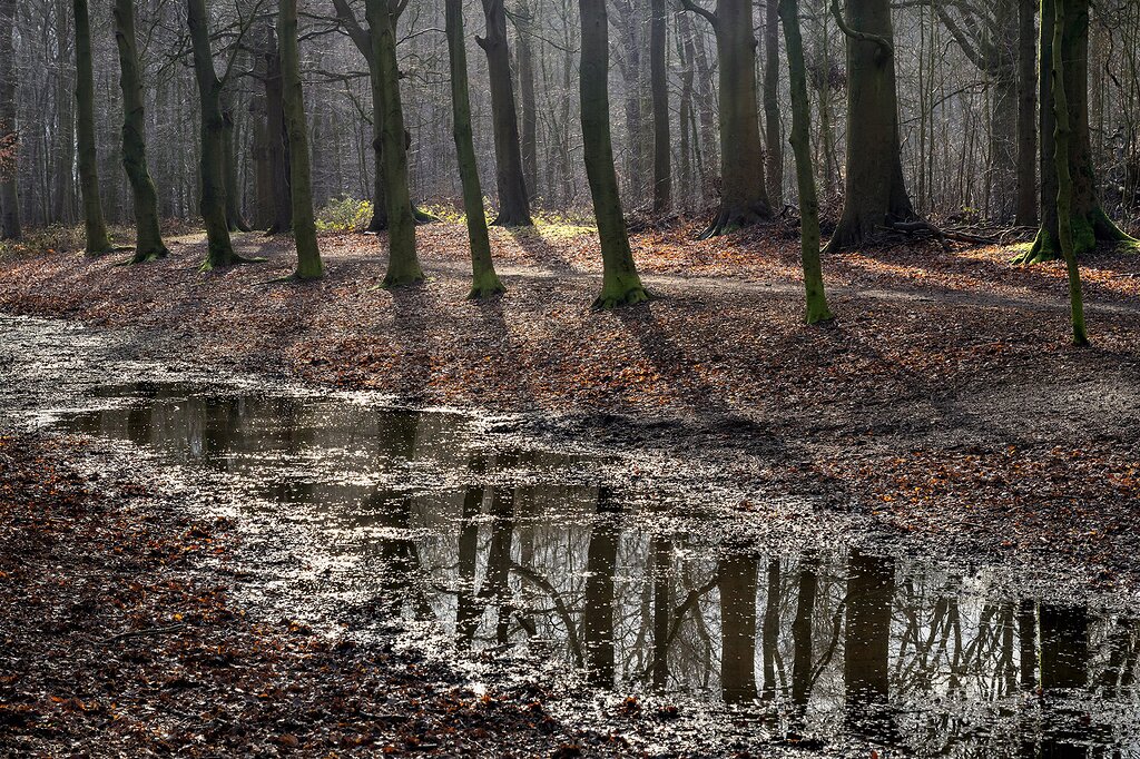 Wet, Wet, Wet - Image Critiques - Nature Photographers Network
