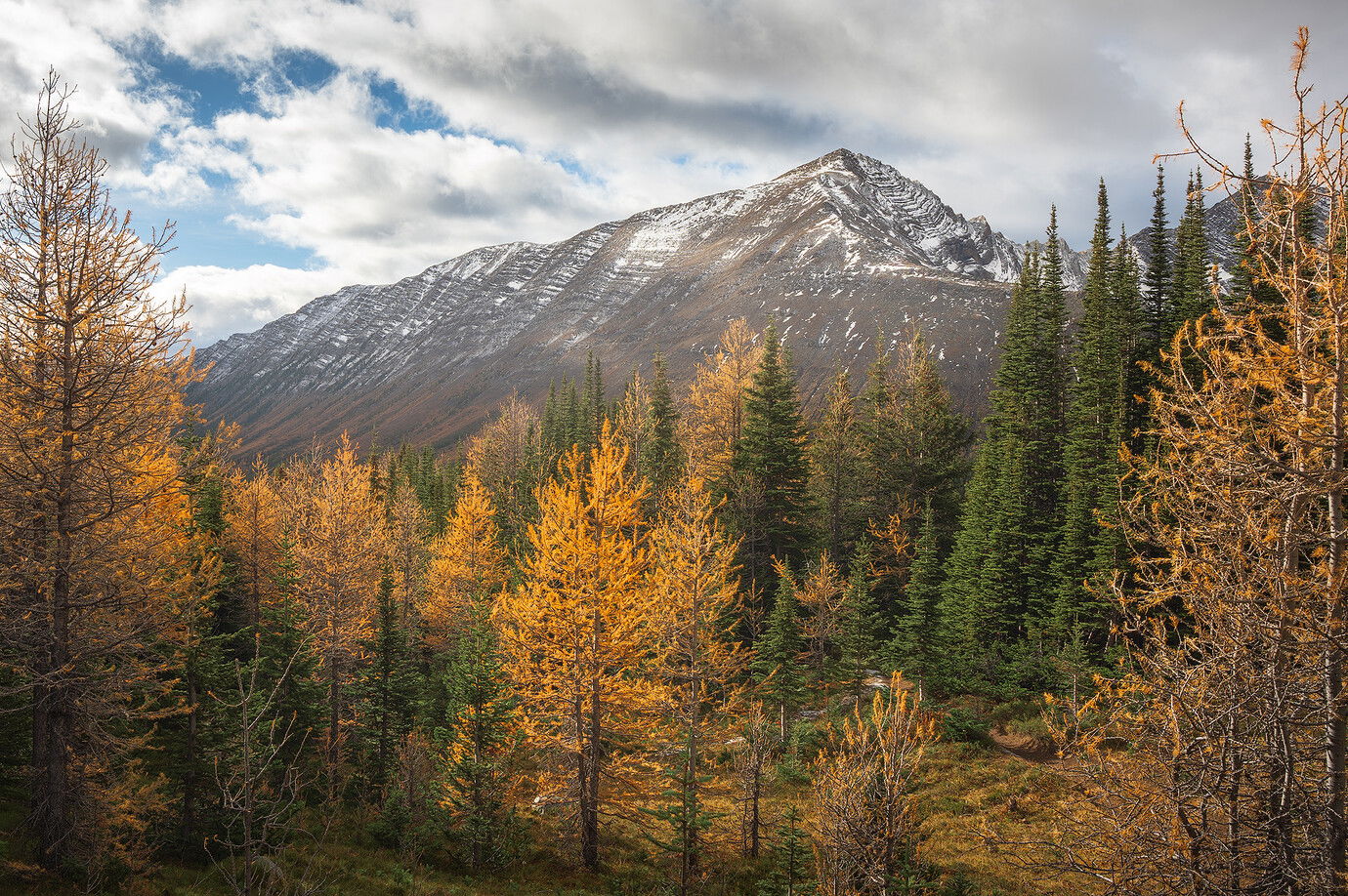 Larches - Landscape Critiques - Nature Photographers Network
