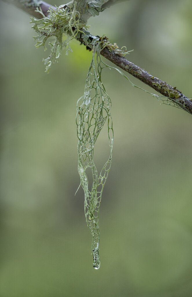Lace Lichen - Macro/Close-up Critiques - Nature Photographers Network