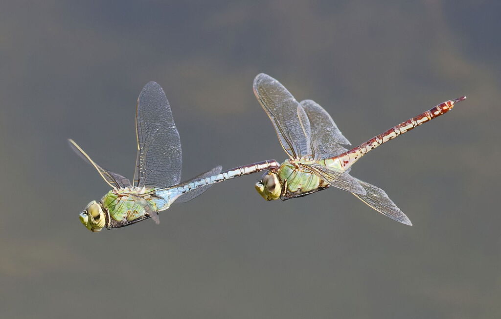 Eight Wings, One Insect - Macro/Close-up Critiques - Nature ...