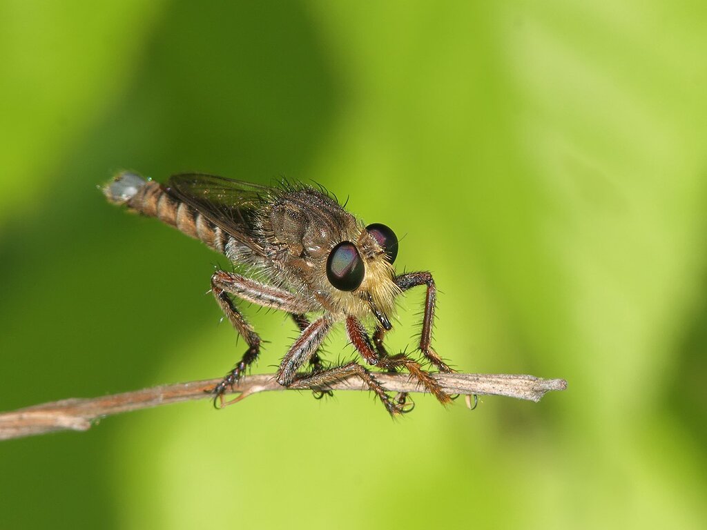 Robberfly - Macro/Close-up Critiques - Nature Photographers Network