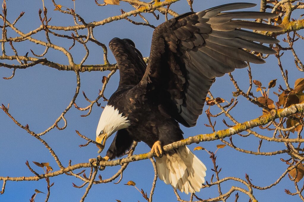 Snapping a Branch in the Blink of an Eye - Avian Critiques - Nature ...