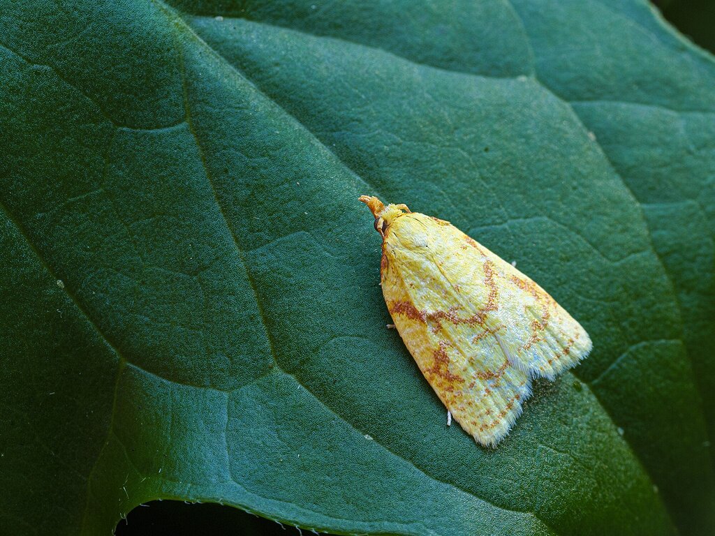 Reticulated fruitworm moth (+ 1 re-edit) - Image Critiques - Nature ...