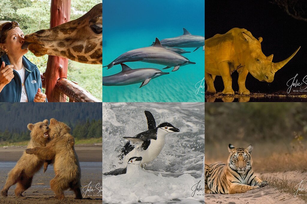 Wildlife Action presented by Julie Steelman - Webinar Recordings ...