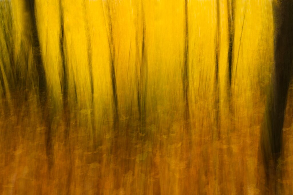 Northern Woodlands in Autum - Abstract Nature Critiques - Nature ...