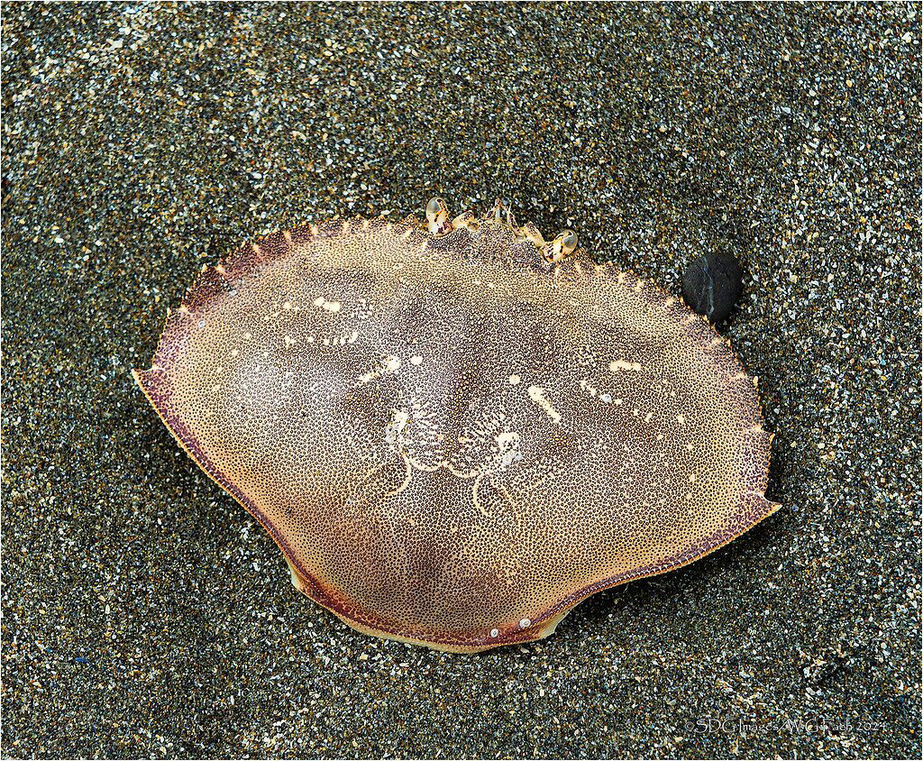 Shell Game - Macro/Close-up Critiques - Nature Photographers Network