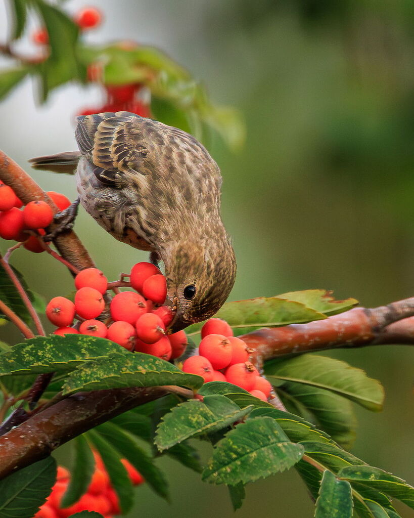 Berry Feeding Finch - Avian Critiques - Nature Photographers Network