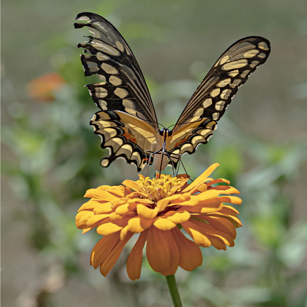 Yellow Swallowtail - Macro/Close-up Critiques - Nature Photographers ...