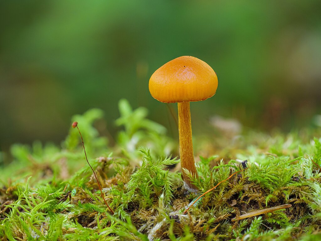 Funeral Bells (+ reworks for both) - Macro/Close-up Critiques - Nature ...