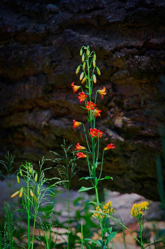 What is "tack sharp"? - Flora Critiques - Nature Photographers Network