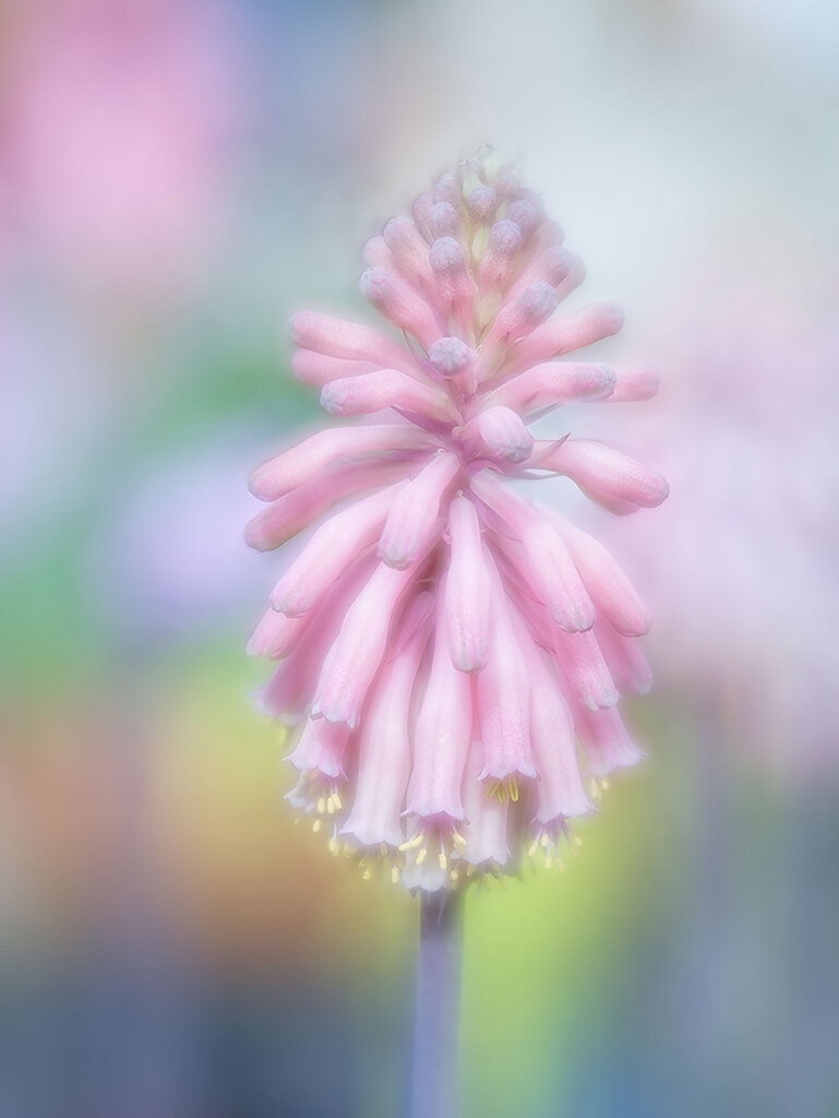 Veltheimia with a Lensbaby - Image Critiques - Nature Photographers Network