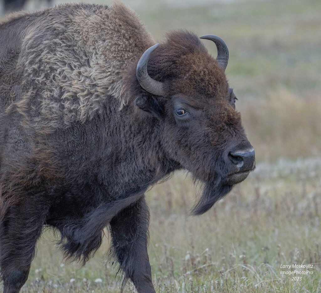 American Bison- "You talken to me?" - Wildlife Critiques - Nature ...