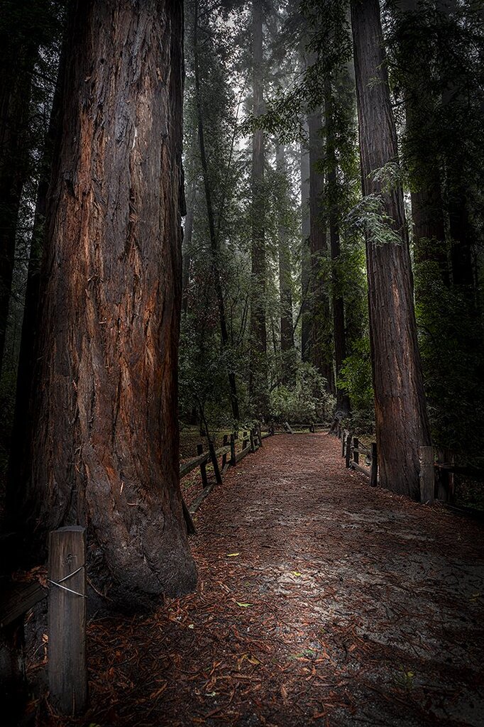 Walk in the Red Woods - Image Critiques - Nature Photographers Network