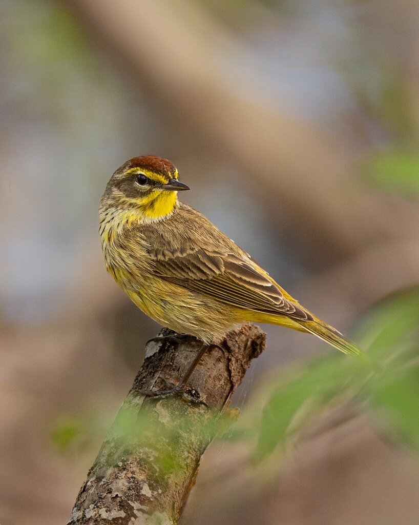 A couple of Palm Warblers - Avian Critiques - Nature Photographers Network