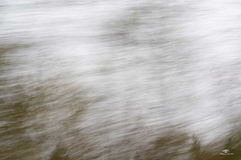 Gale Force Forest - Abstract Nature Critiques - Nature Photographers ...