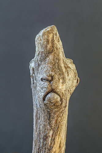 Mug Shot - Image Critiques - Nature Photographers Network