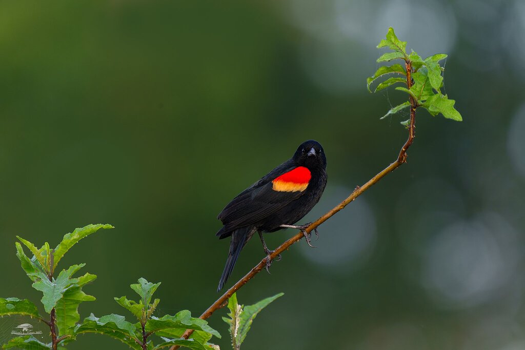 Red-winged Blackbird - Avian Critiques - Nature Photographers Network