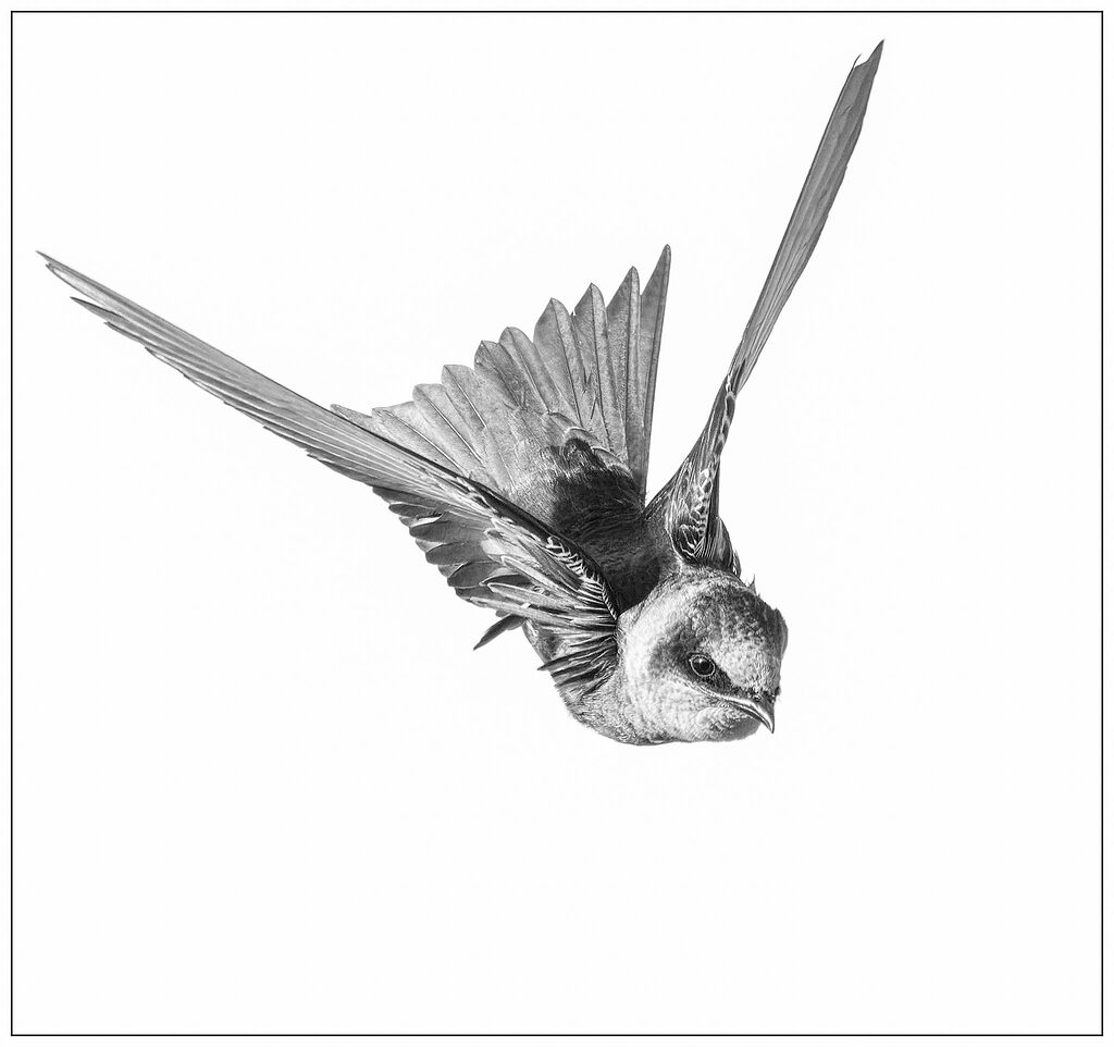 Female Purple Martin - Weekly Challenge - Nature Photographers Network