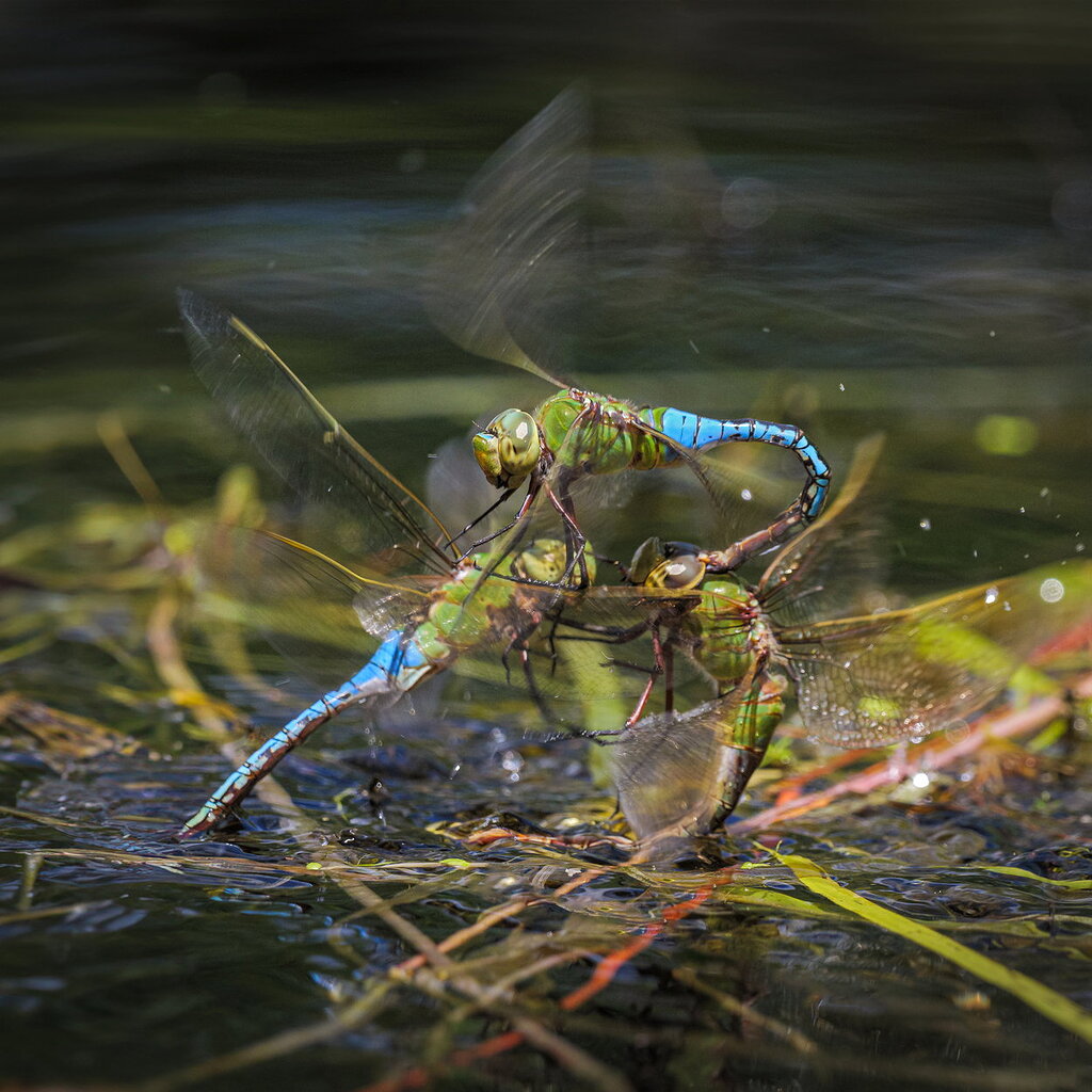 You gotta fight... - Macro/Close-up Critiques - Nature Photographers ...