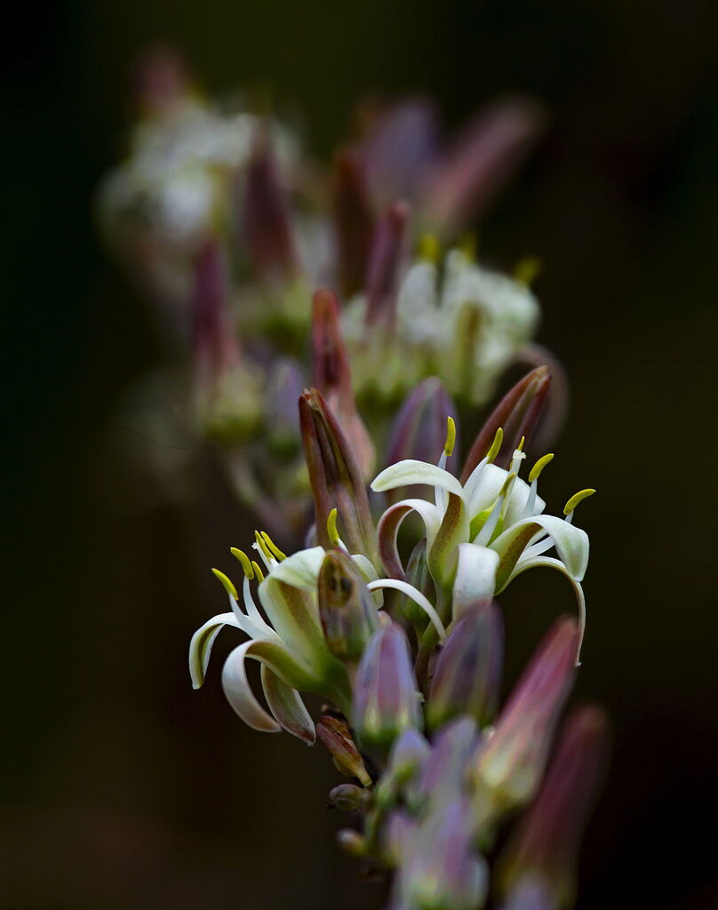 Night Blooming Hesperaloe - RP - Image Critiques - Nature Photographers ...