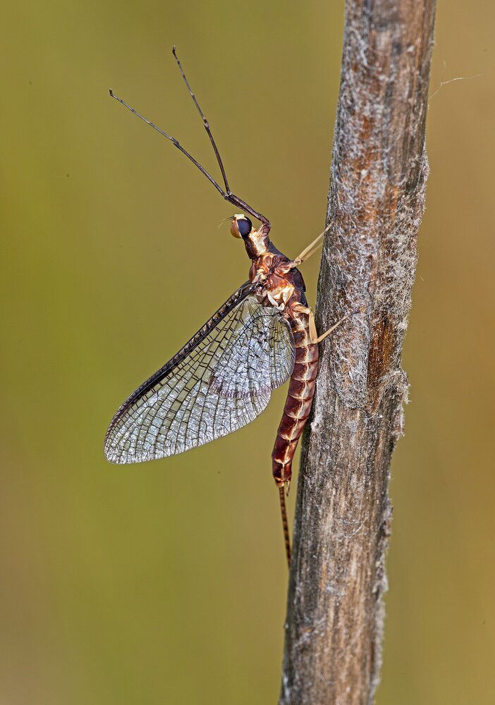 Lake Erie Mayfly Hatch: Hexagenia limbata - Macro/Close-up Critiques - Nature Photographers Network