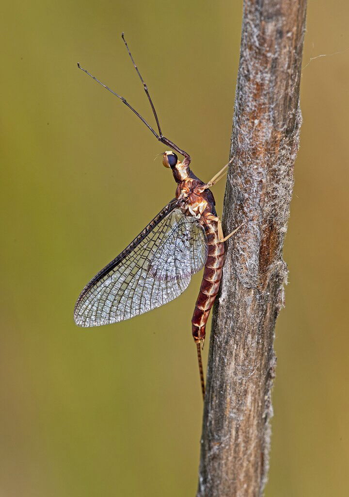 Lake Erie Mayfly Hatch: Hexagenia limbata - Macro/Close-up Critiques ...