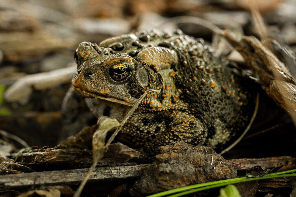 Toad in the Leaves - Weekly Challenge - Nature Photographers Network