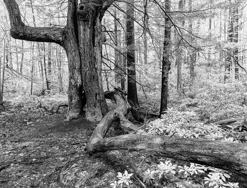 There has been an incident - Image Critiques - Nature Photographers Network