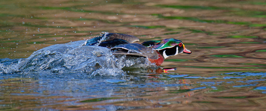 Wood duck in motion - Avian Critiques - Nature Photographers Network