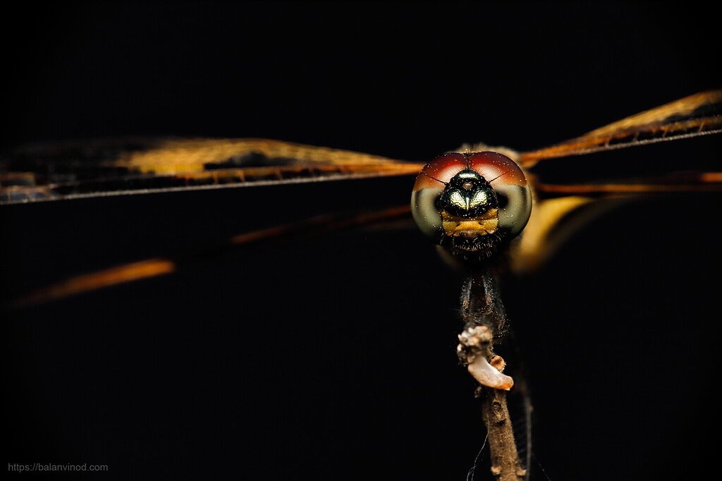 Not Normal - Macro/Close-up Critiques - Nature Photographers Network