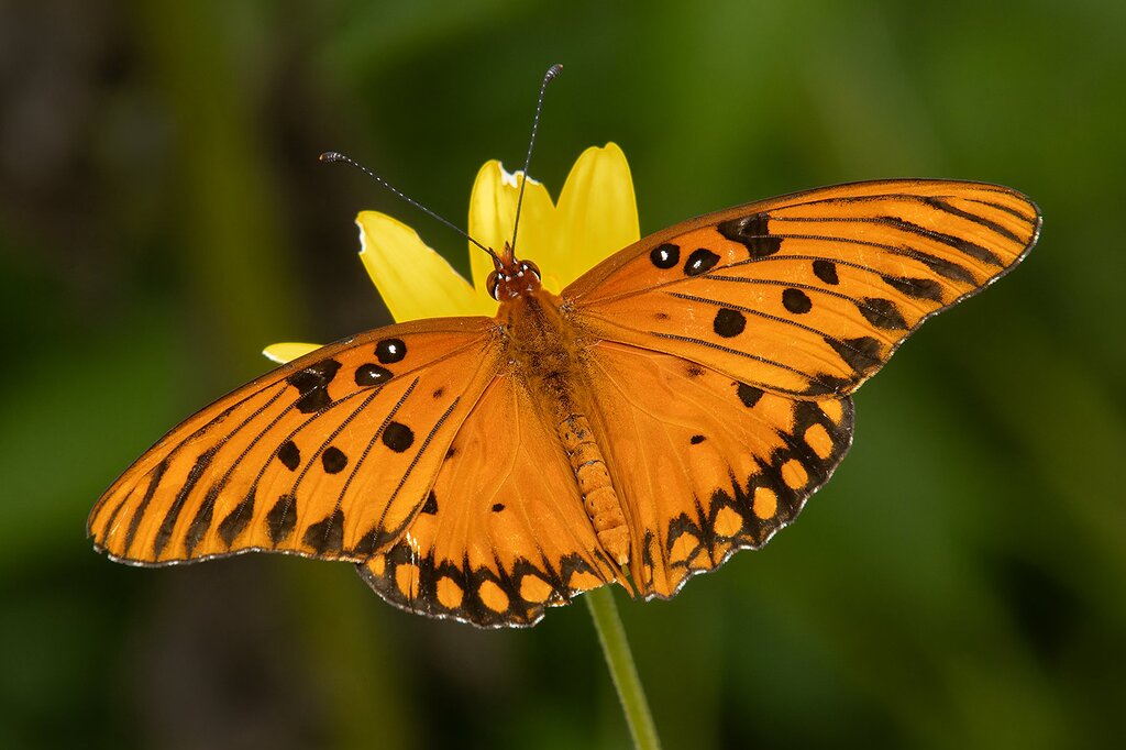 Gulf Fritillary - Image Critiques - Nature Photographers Network