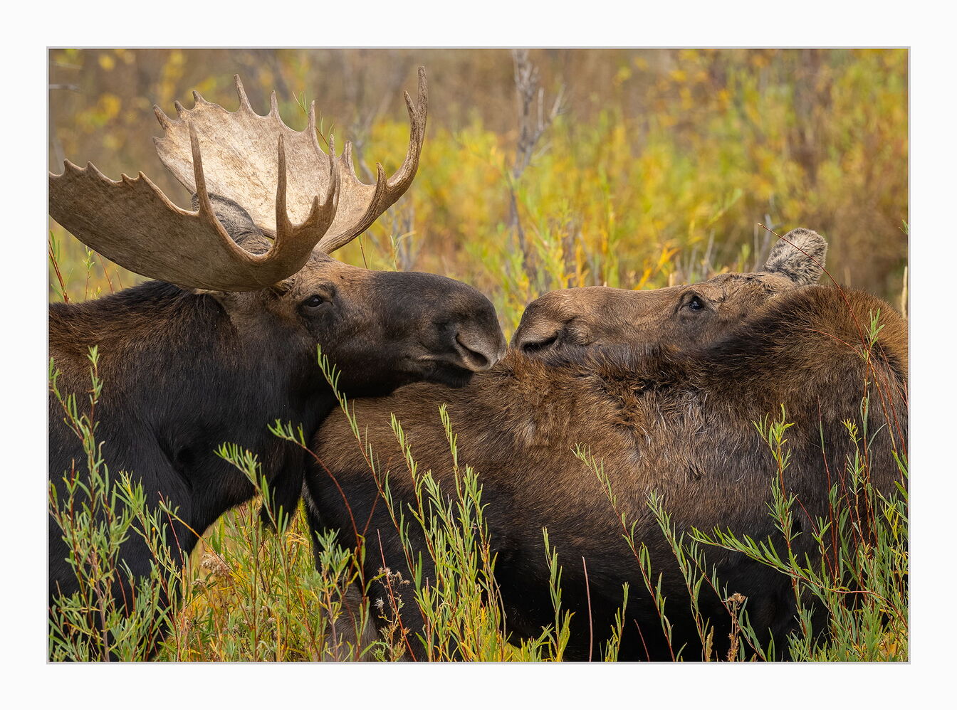Moose Love - Wildlife Critiques - Nature Photographers Network