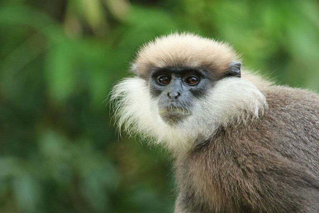 Purple faced Leaf Monkey - Wildlife Critiques - Nature Photographers ...